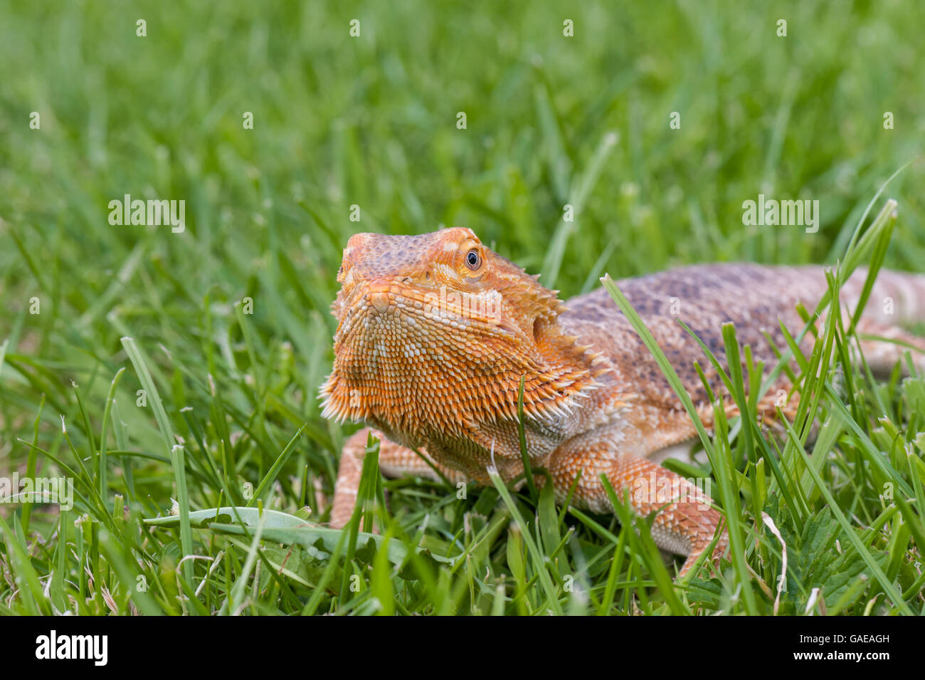 Bearded dragon close ups hi-res stock photography and images - Alamy