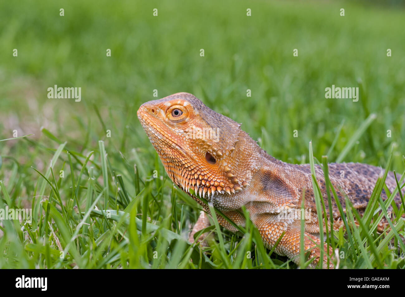 bearded dragon running free in grass Stock Photo - Alamy