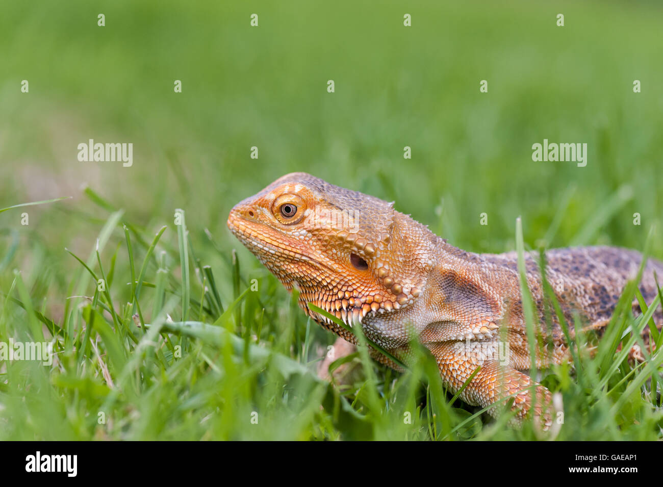 bearded dragon running free in grass Stock Photo - Alamy