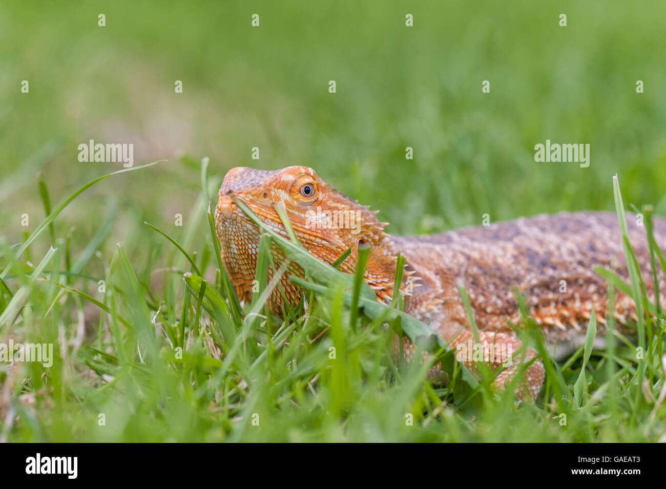 Bearded Dragon Close Up High Resolution Stock Photography and Images ...