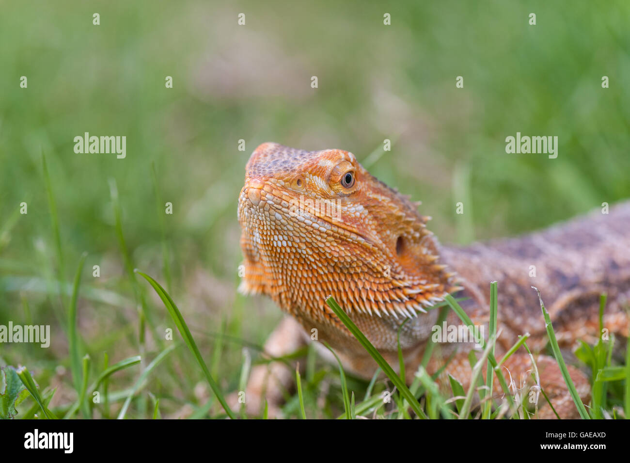 bearded dragon running free in grass Stock Photo - Alamy
