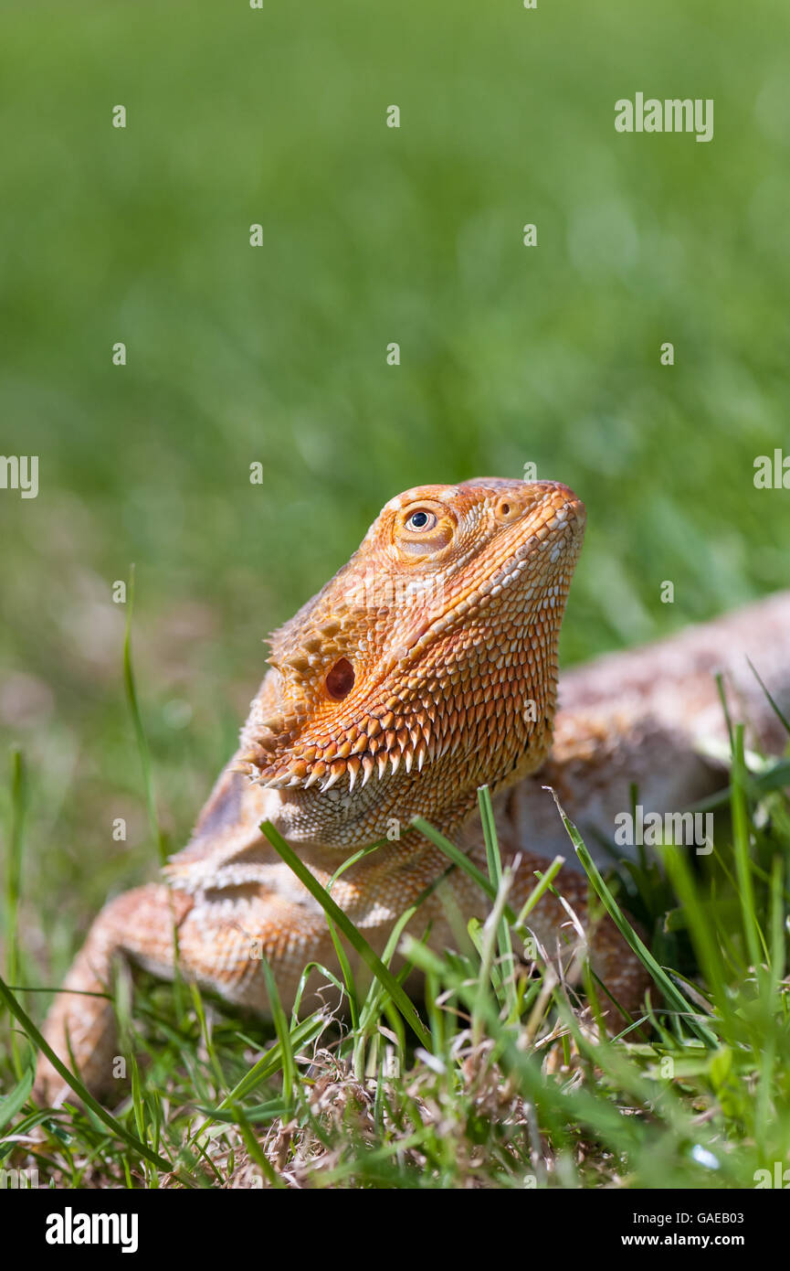 Bearded dragon hi-res stock photography and images - Alamy