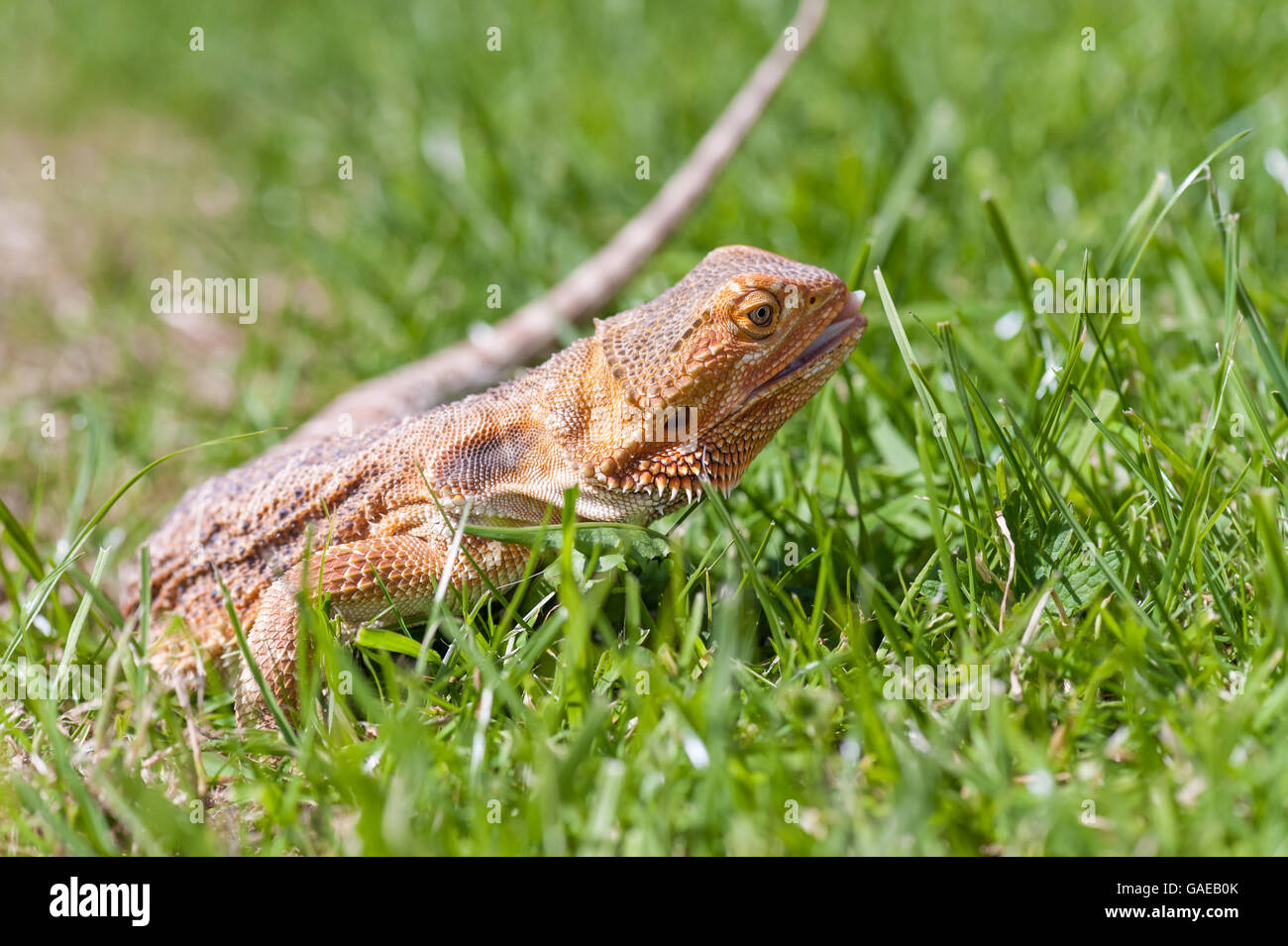 bearded dragon running free in grass Stock Photo - Alamy