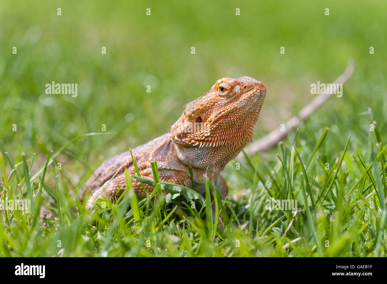 bearded dragon running free in grass Stock Photo - Alamy