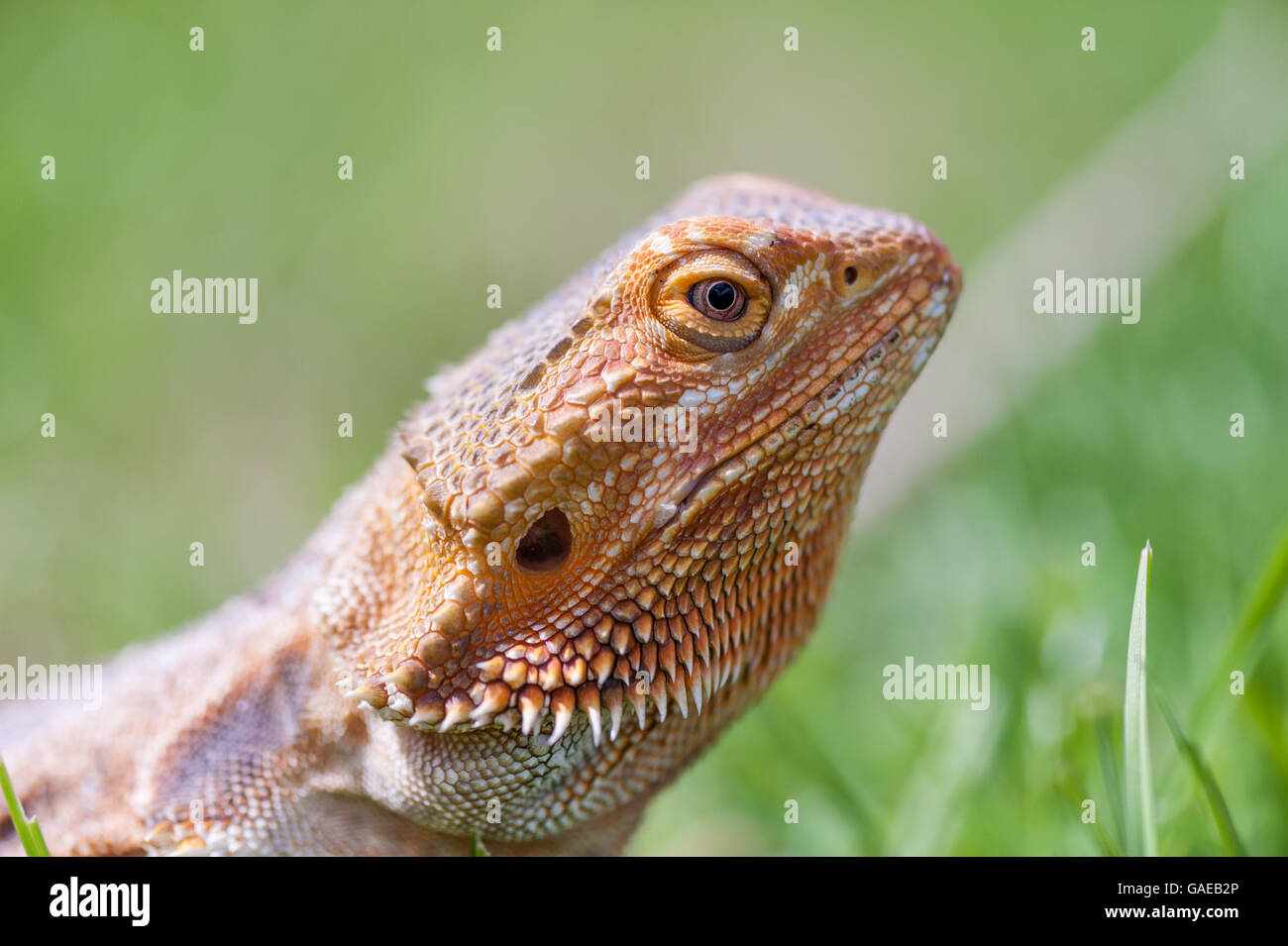 bearded dragon running free in grass Stock Photo - Alamy