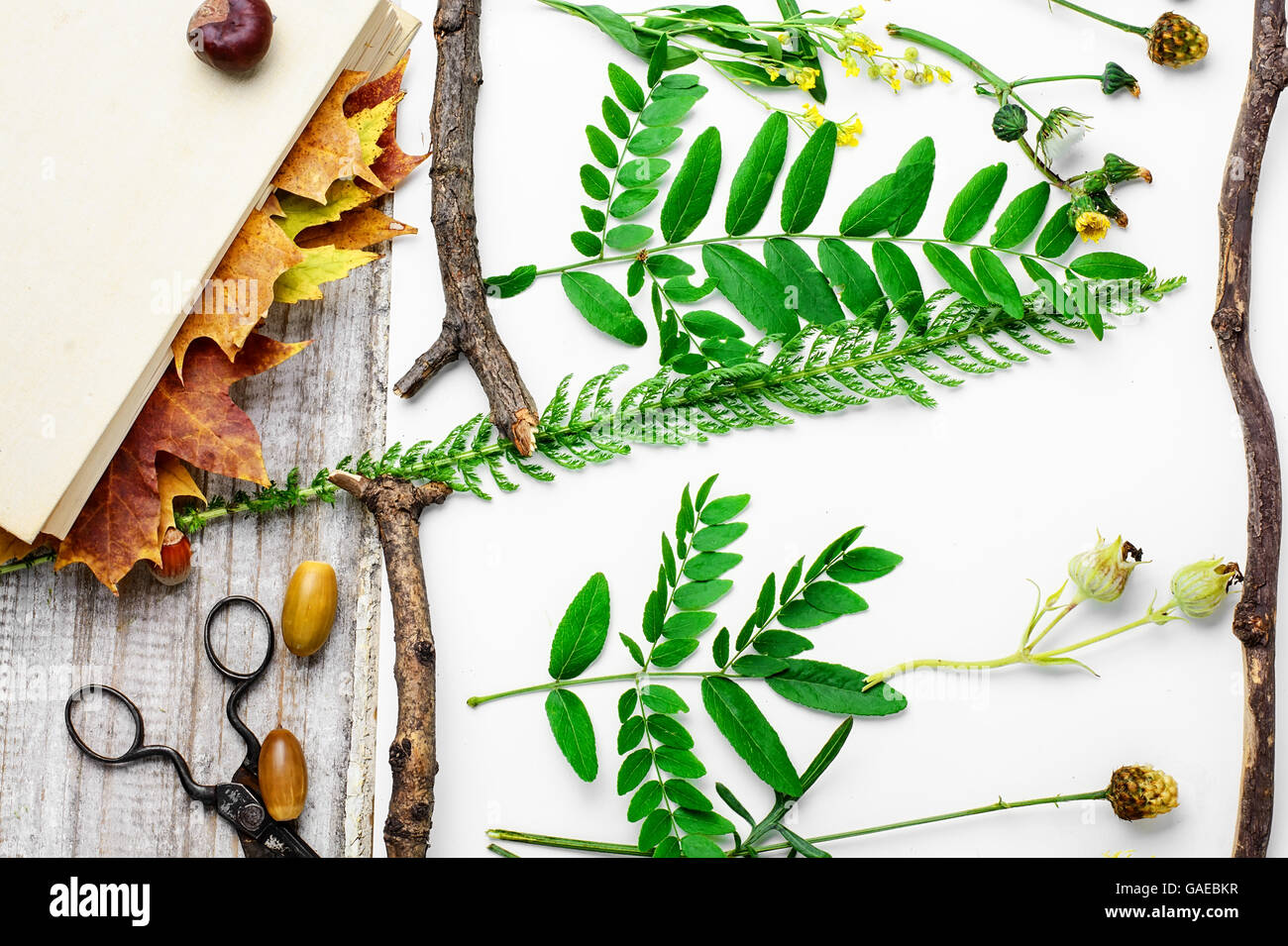 Herbarium sheet hi-res stock photography and images - Alamy