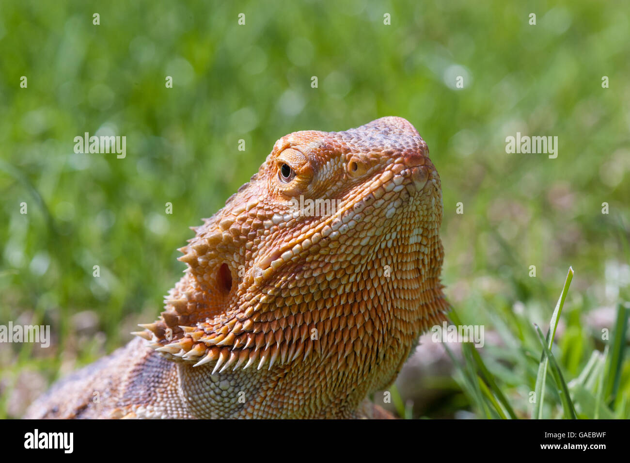 bearded dragon running free in grass Stock Photo - Alamy