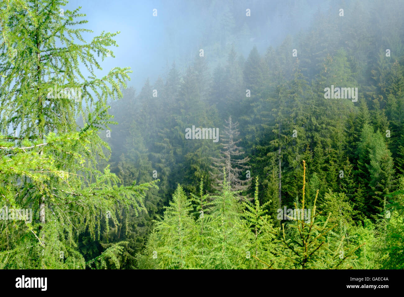 Forest, Landscape, Trees, Nationalpark Gesäuse, Styria, Austria Stock ...