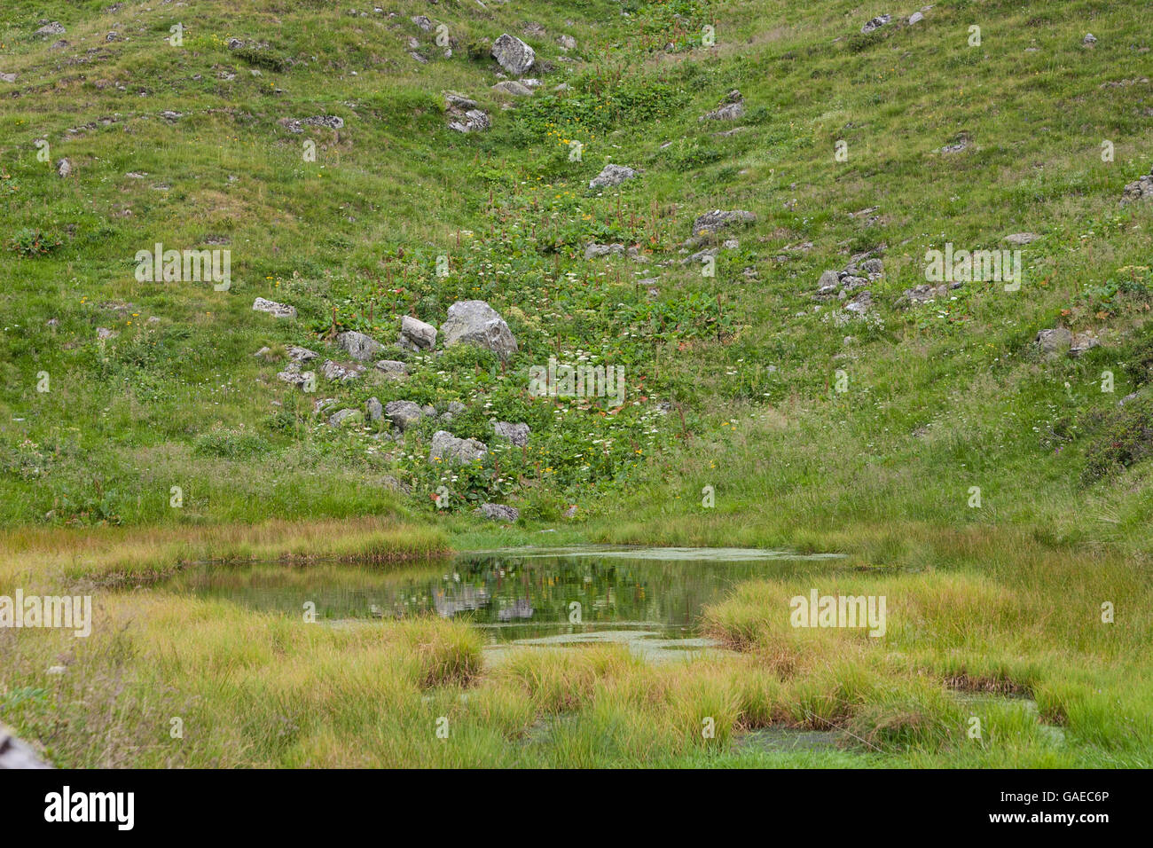 Green field and water puddle Stock Photo - Alamy