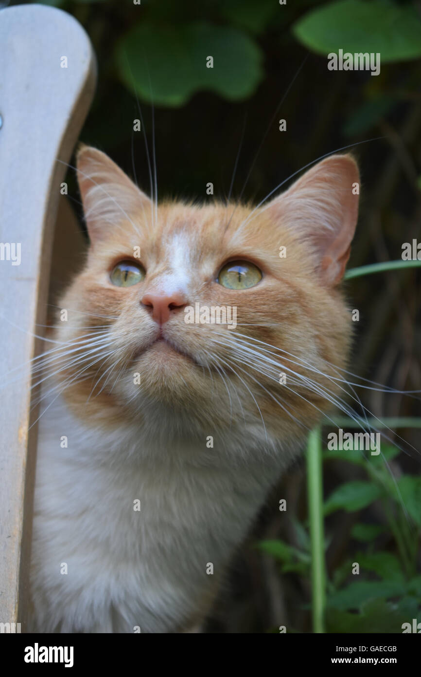 Ginger cat looking out from behind wooden bench Stock Photo - Alamy