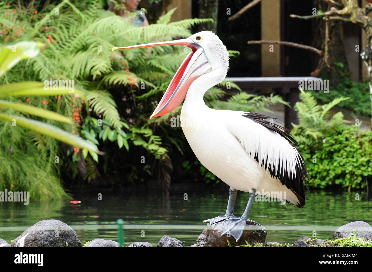Happy Pelican A pelican, mouth wide open and standing Stock Photo - Alamy