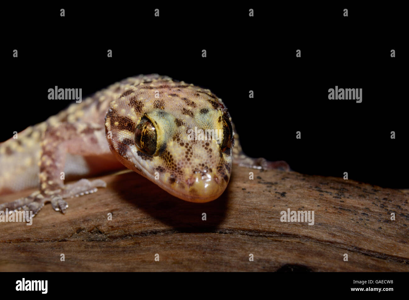 Mediterranean house gecko (Hemidactylus turcicus), also called Turkish ...