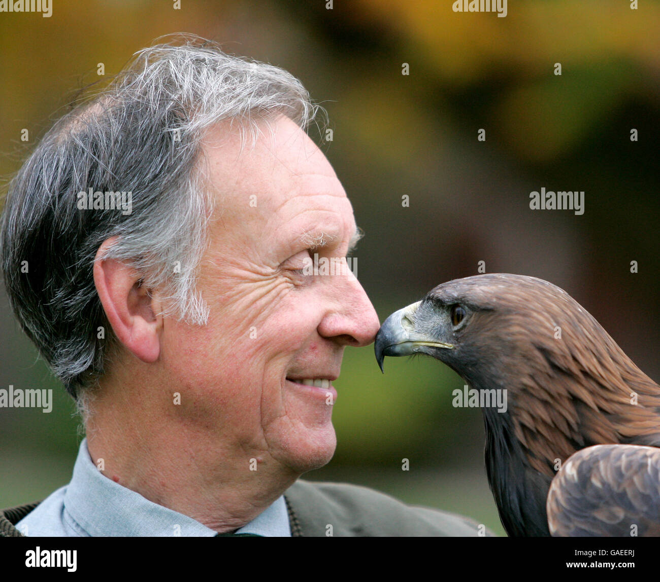 Falconer Geoff Clayton with eight year old golden eagle Shirko as they ...