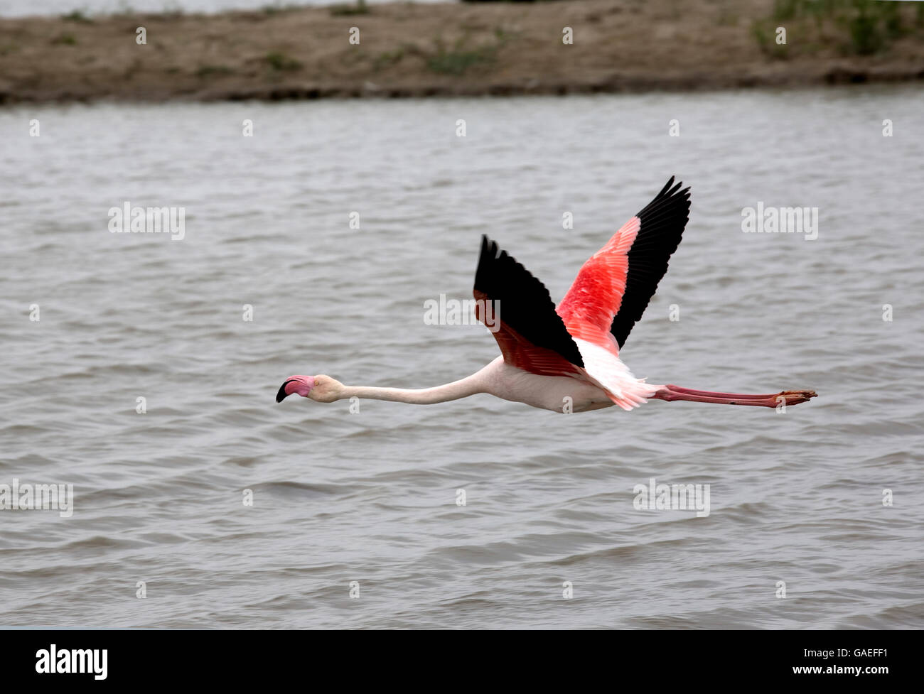 Flamingo flying hi-res stock photography and images - Alamy
