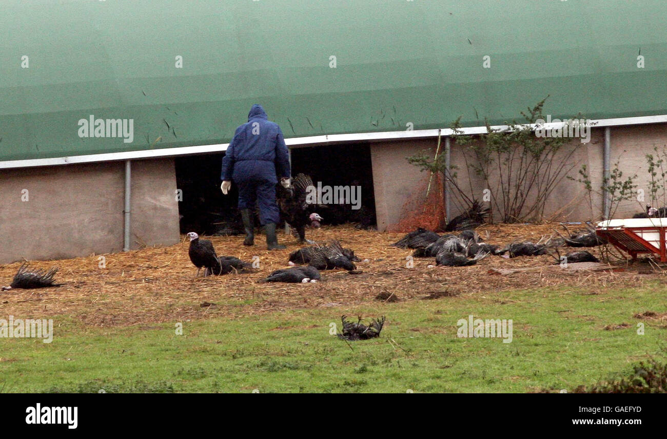 Turkeys are gathered outside a poultry shed at Redgrave Park Farm, in ...
