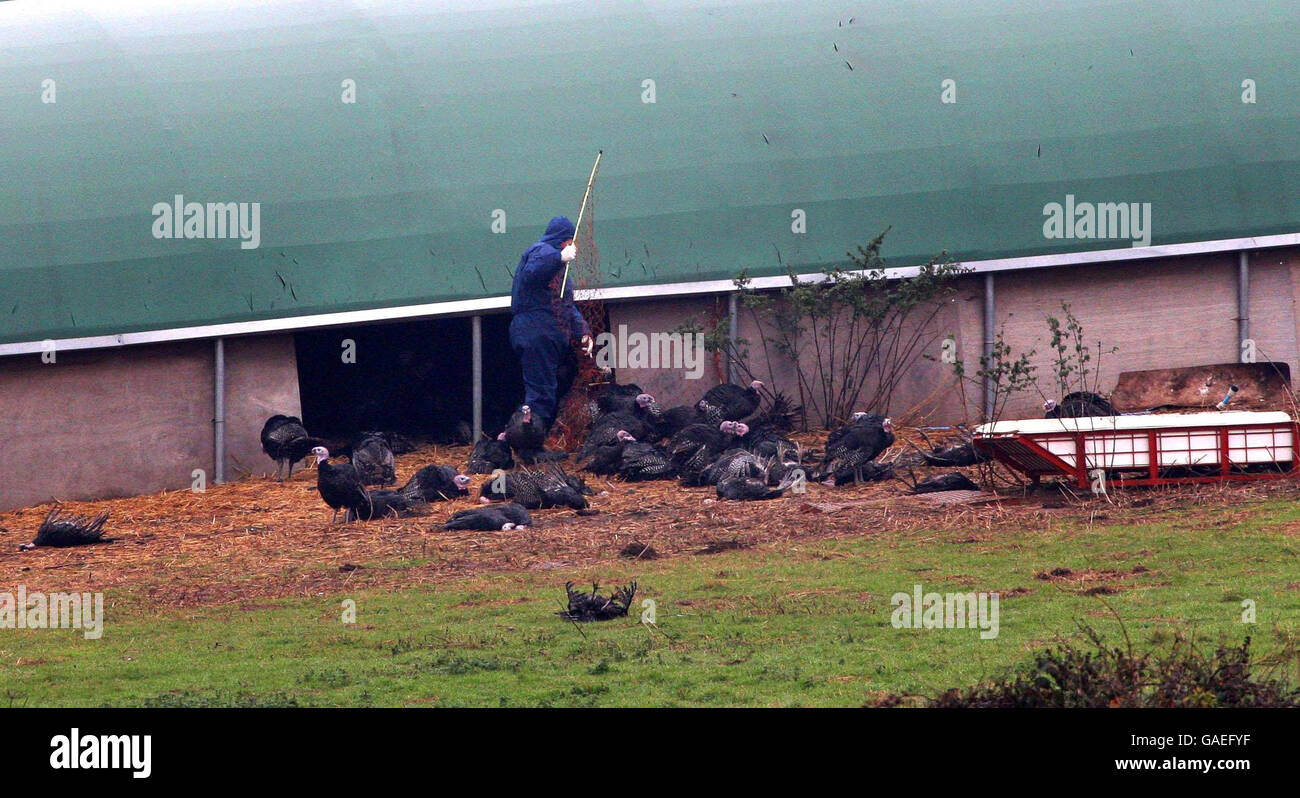 Turkeys are gathered outside a poultry shed at Redgrave Park Farm, in ...
