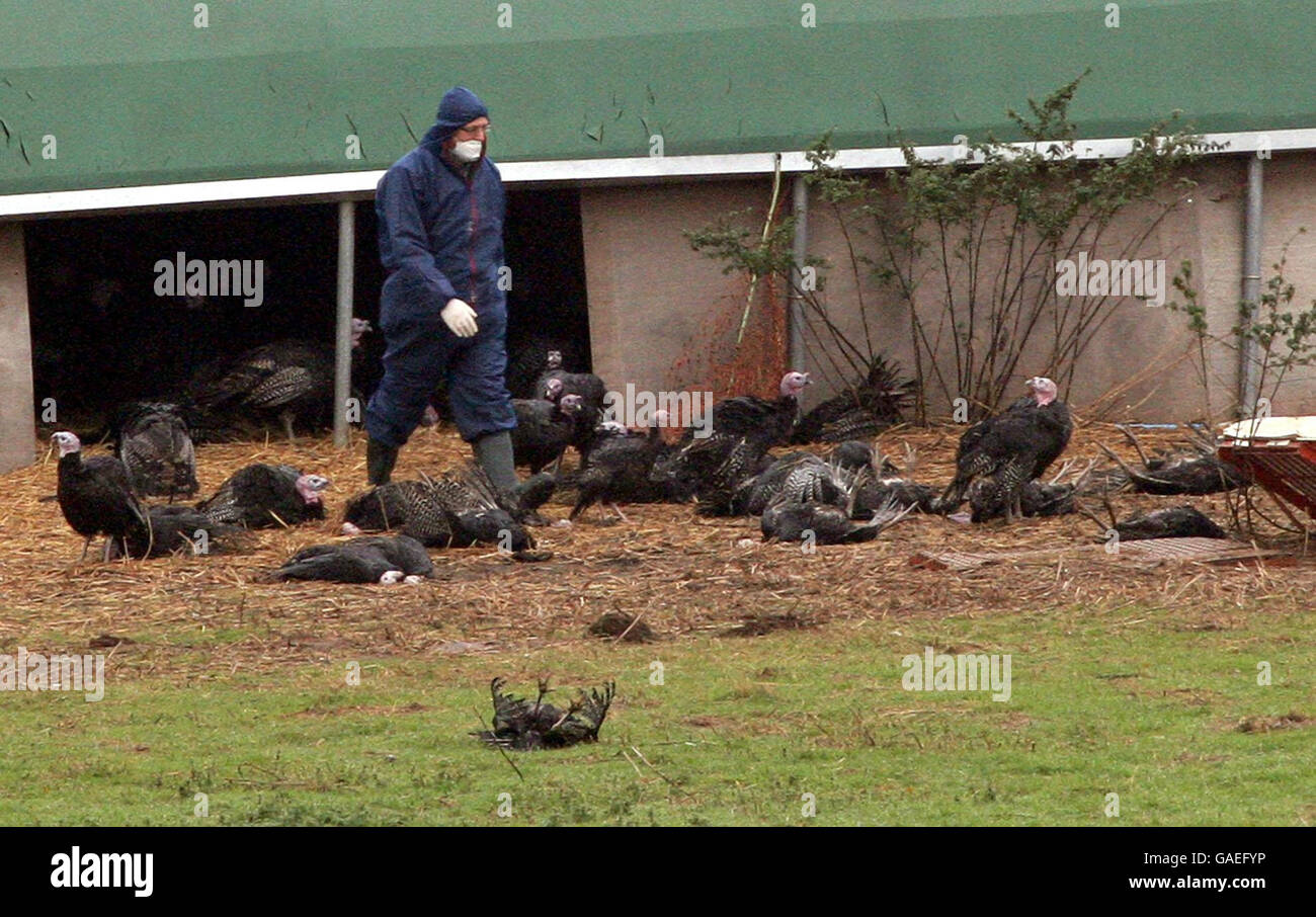 Turkeys are gathered outside poultry shed at redgrave park farm hi-res ...