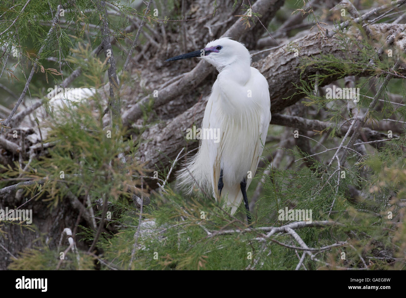 Single Little egret Egretta gargetta in pine tree Camargue France Stock ...