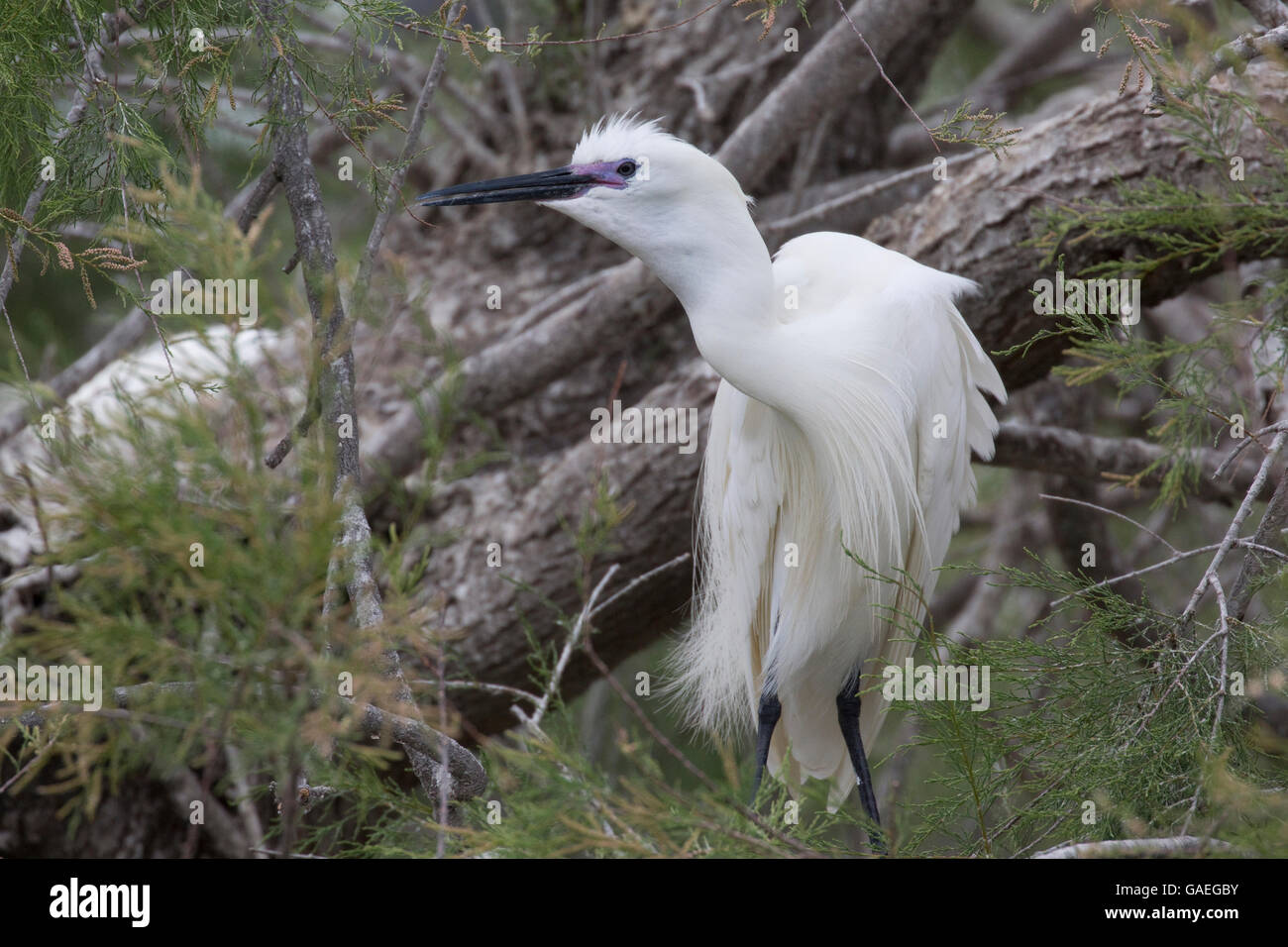 Gargetta hi-res stock photography and images - Alamy