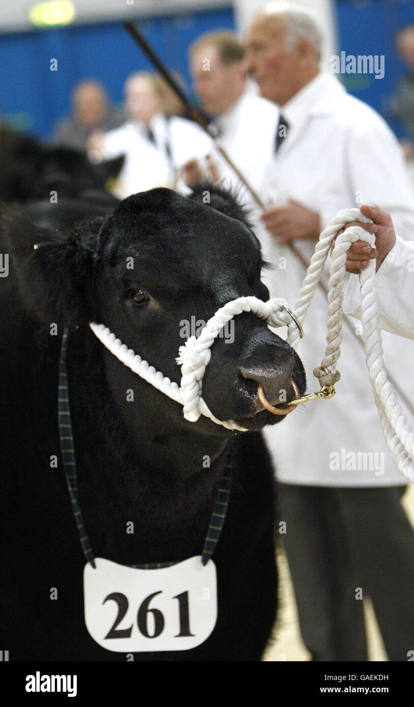 A Cow takes part in the Aberdeen Angus Calf Show, part of the Scottish ...