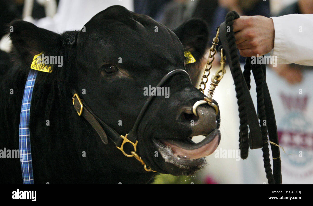 A Cow takes part in the Aberdeen Angus Calf Show, part of the Scottish ...
