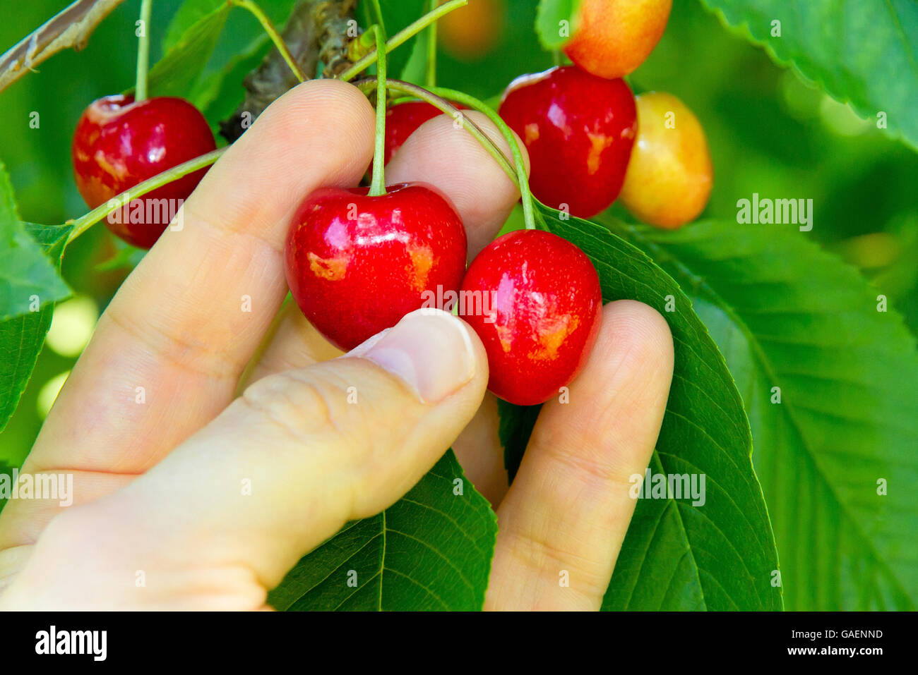 Swabian man hi-res stock photography and images - Alamy