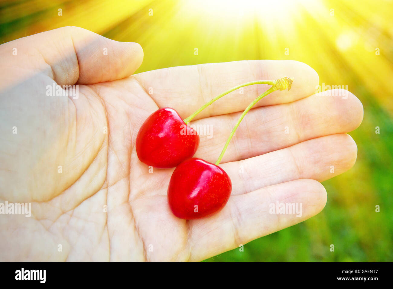 Hand holding cherries hi-res stock photography and images - Alamy