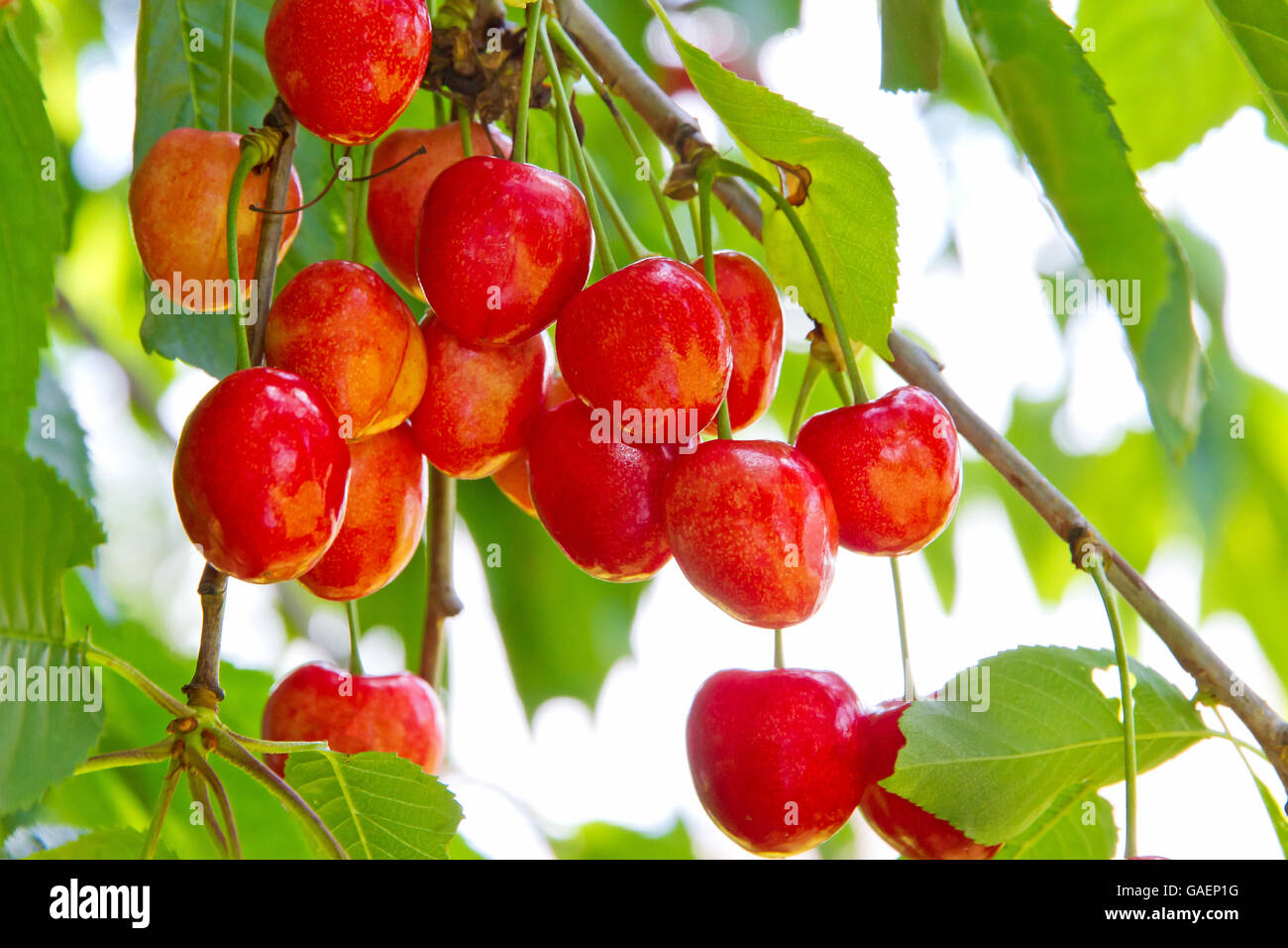 Red cherries on a tree Stock Photo - Alamy
