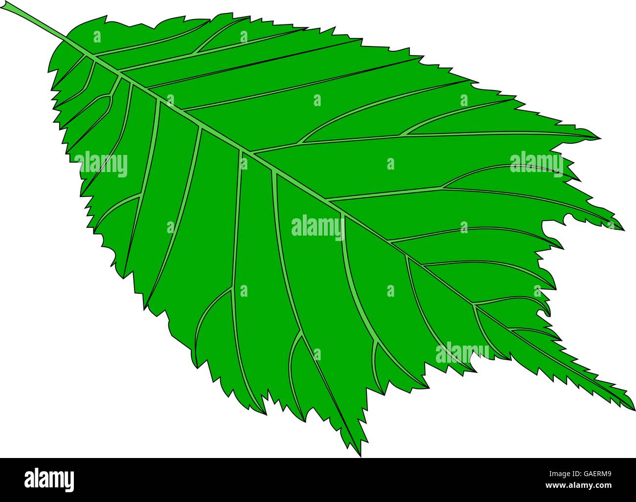 elm,(Ulmus glabra), vector, isolated elm leaf Stock Vector Image & Art ...