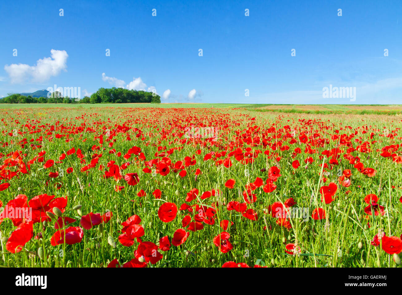 Summer flowers of red and blue wallpaper hi-res stock photography and ...