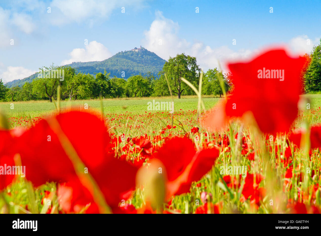 Field with red poppies, in background the castle Burg Teck ...