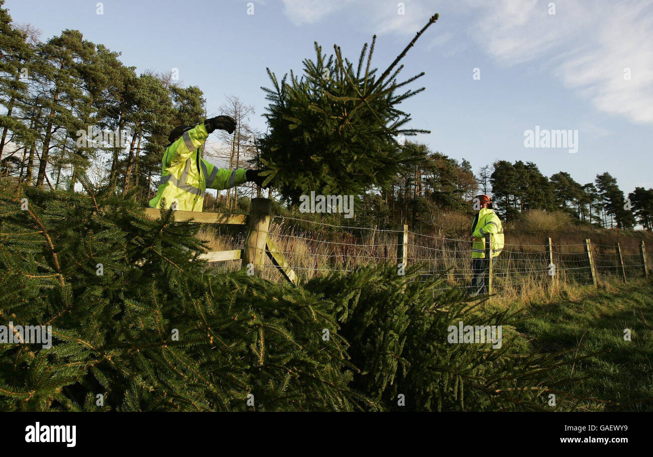 Trees cut for Christmas in Scotland Stock Photo - Alamy