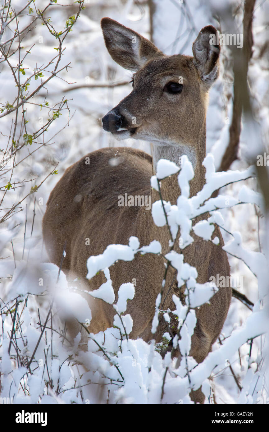White-tailed doe in snow Stock Photo - Alamy