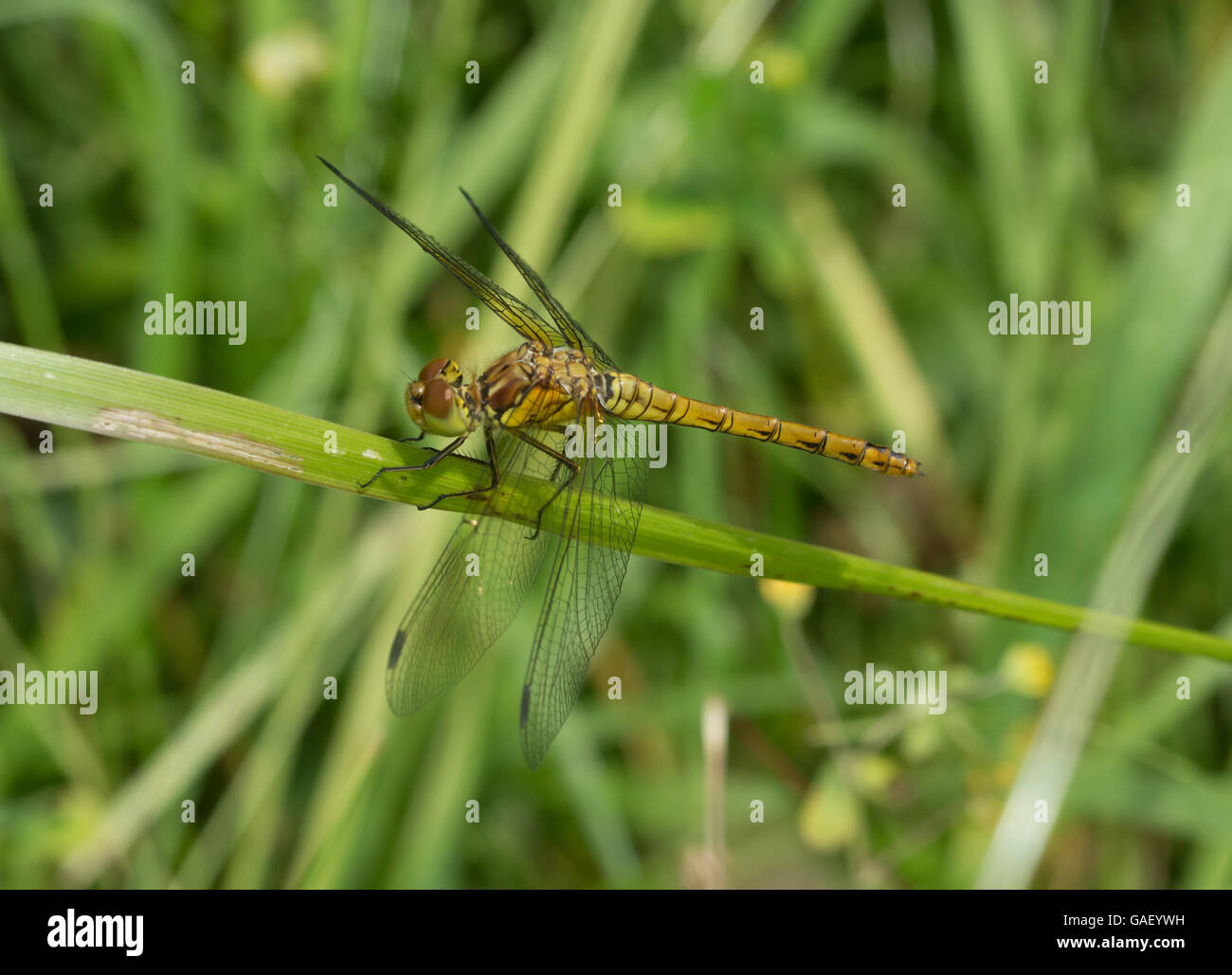 Female ruddy darter dragonfly (Sympetrum sanguineum) in meadow Stock ...