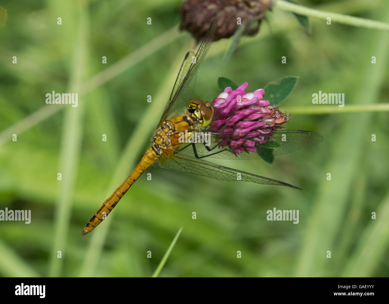 Ruddy darter dragonfly uk hi-res stock photography and images - Alamy