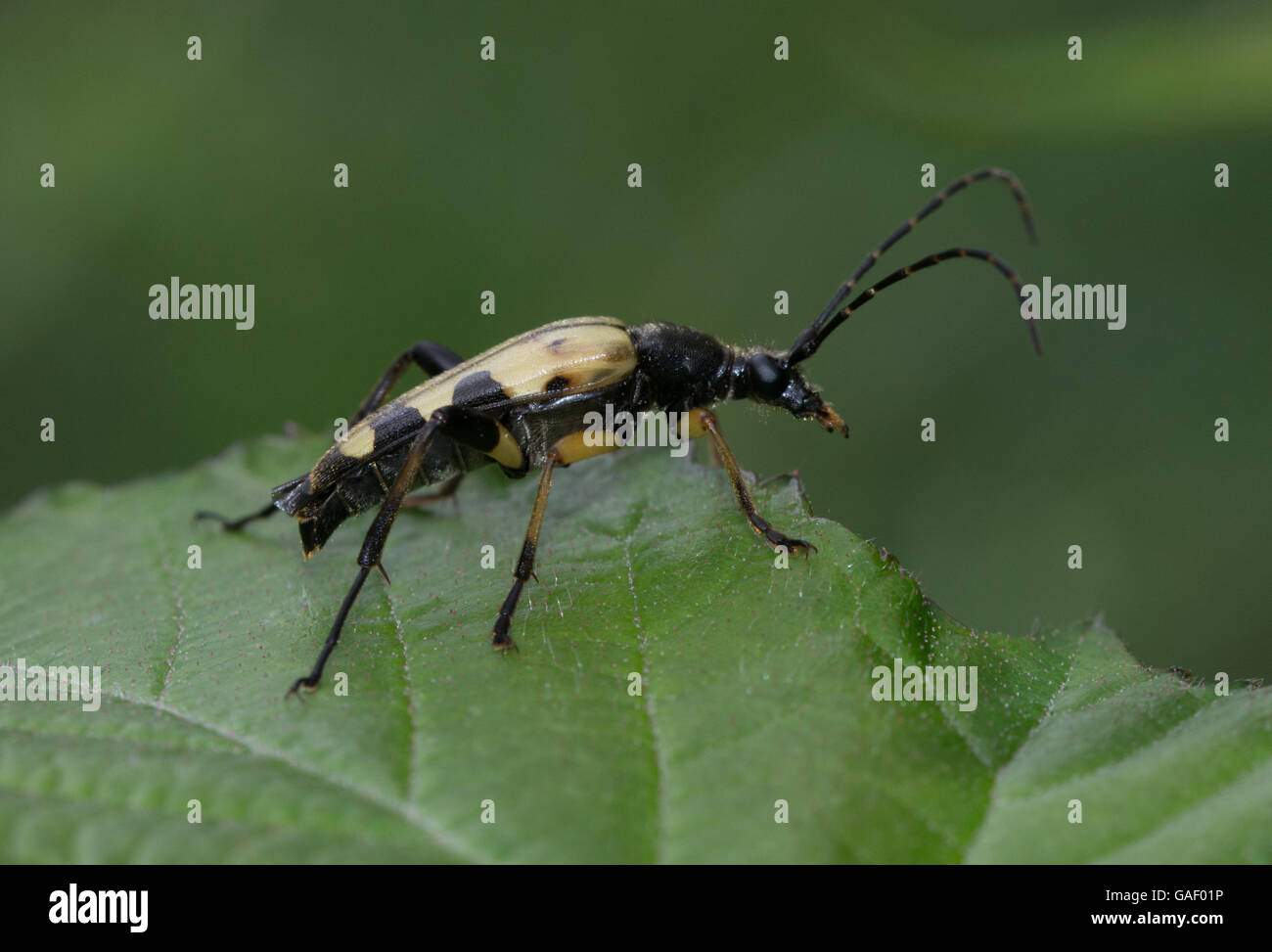 Spotted beetle hi-res stock photography and images - Alamy