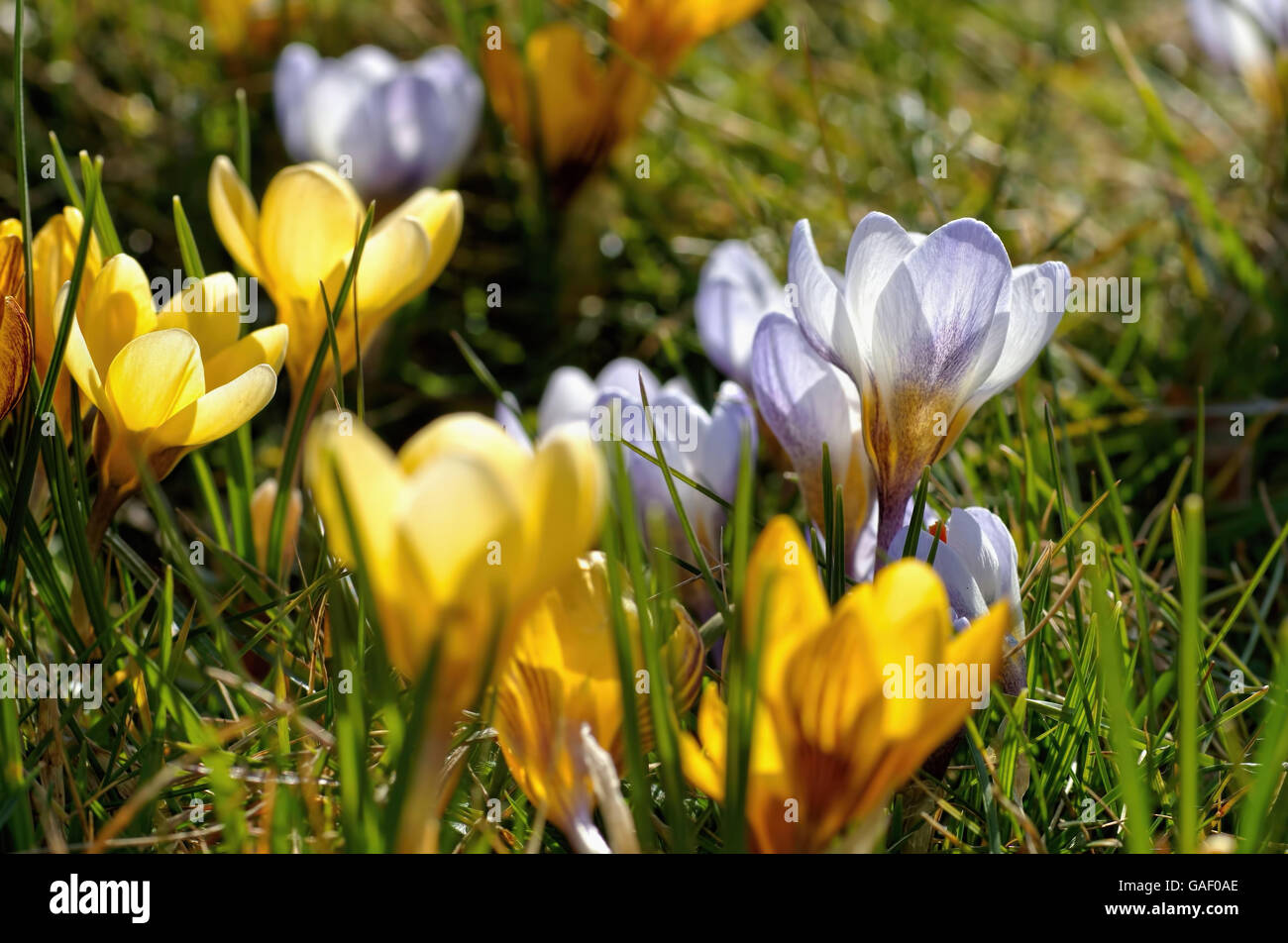 Krokus gelb - Crocus yellow 04 Stock Photo - Alamy