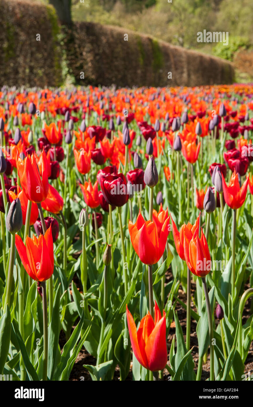 Stunning, colorful, flowerbed display of bright orange Tulip 'Ballerina ...