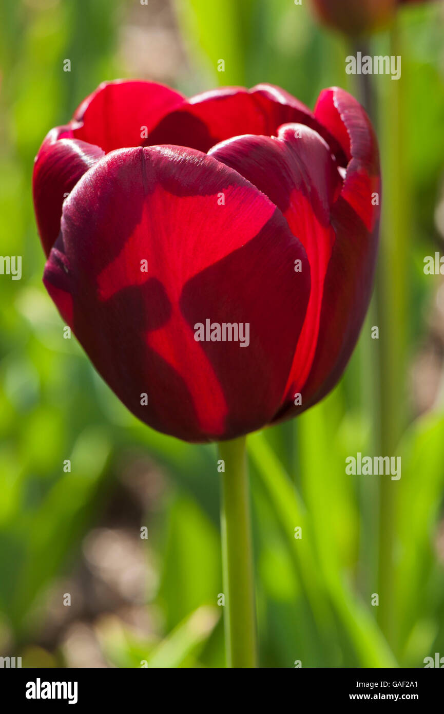 Sunlit close-up of Tulipa 'Jan Reus' (Triumph Tulip) - a beautiful ...