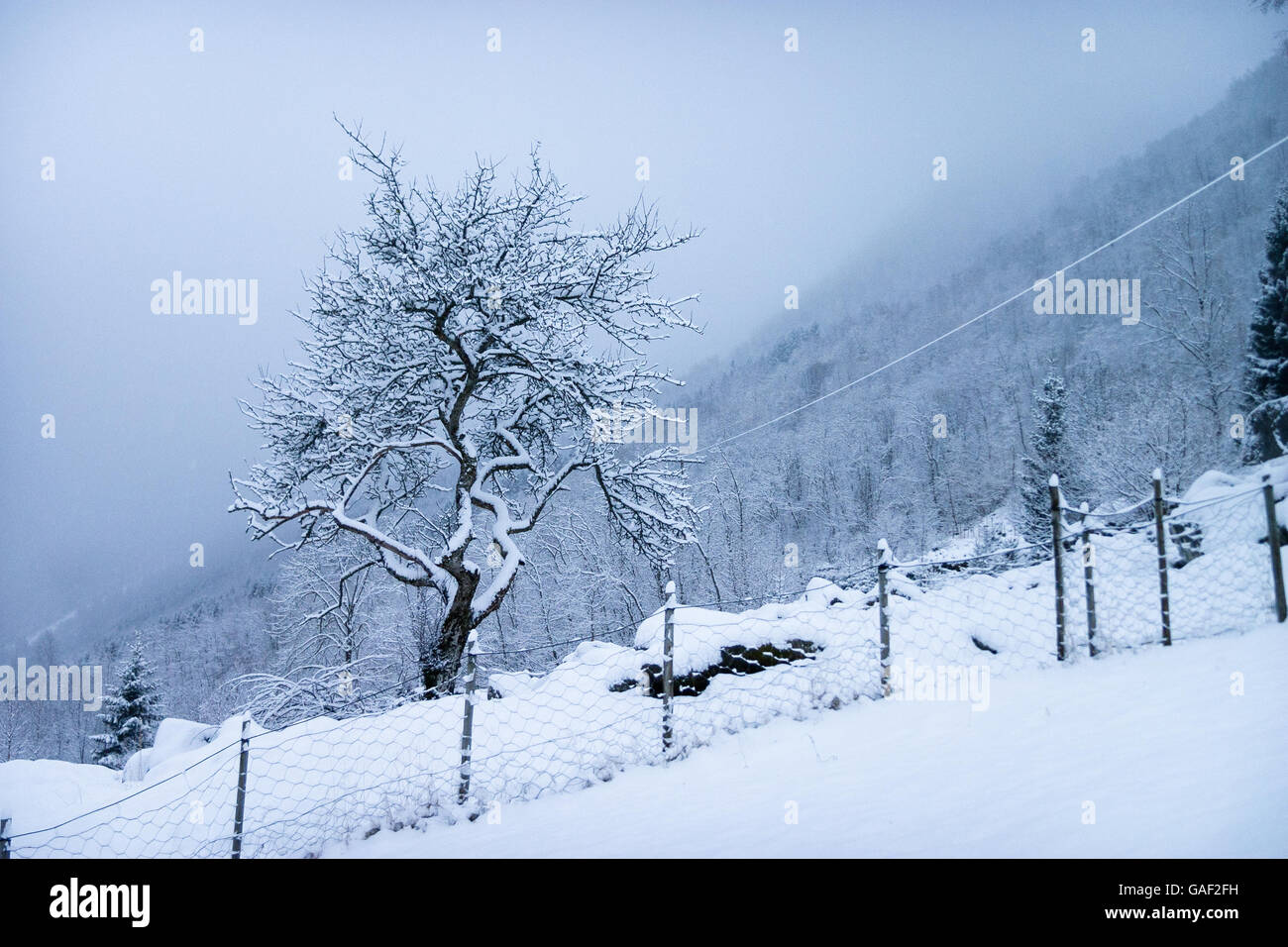 A single tree in foreground, covered in snow, showing its misshaped and ...