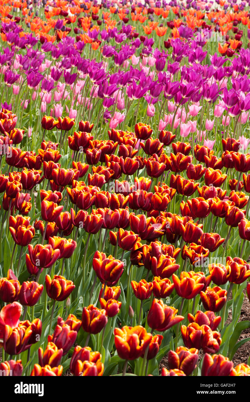 4 tulip varieties on colourful, spring, flowerbed - Tulipa 'Abu Hassan ...