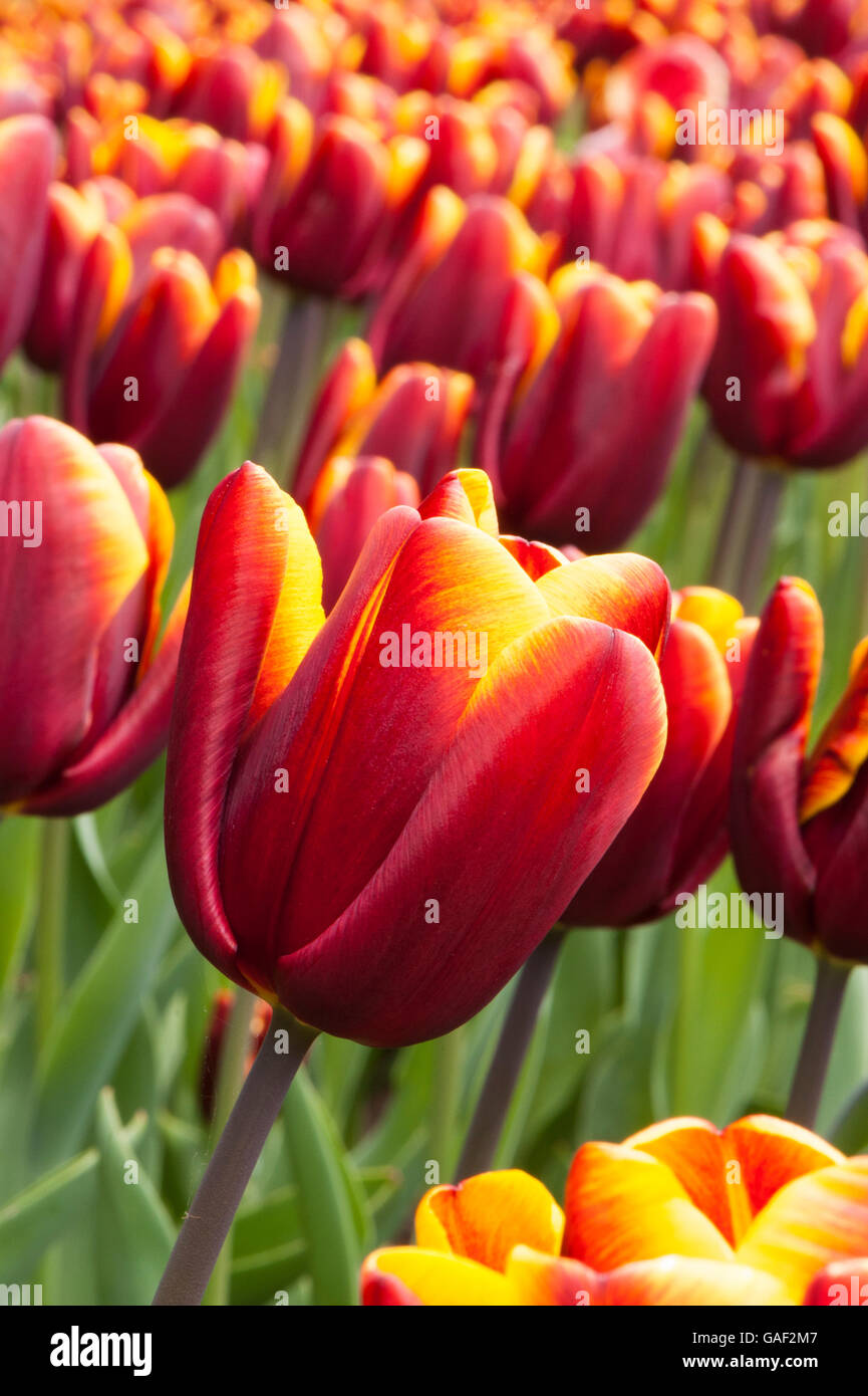 Red Tulips Yellow Edges Petals Stock Photos & Red Tulips Yellow Edges ...