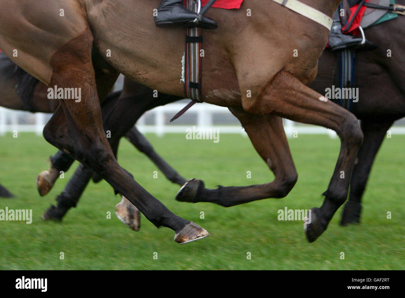 Horse legs racing hi-res stock photography and images - Alamy