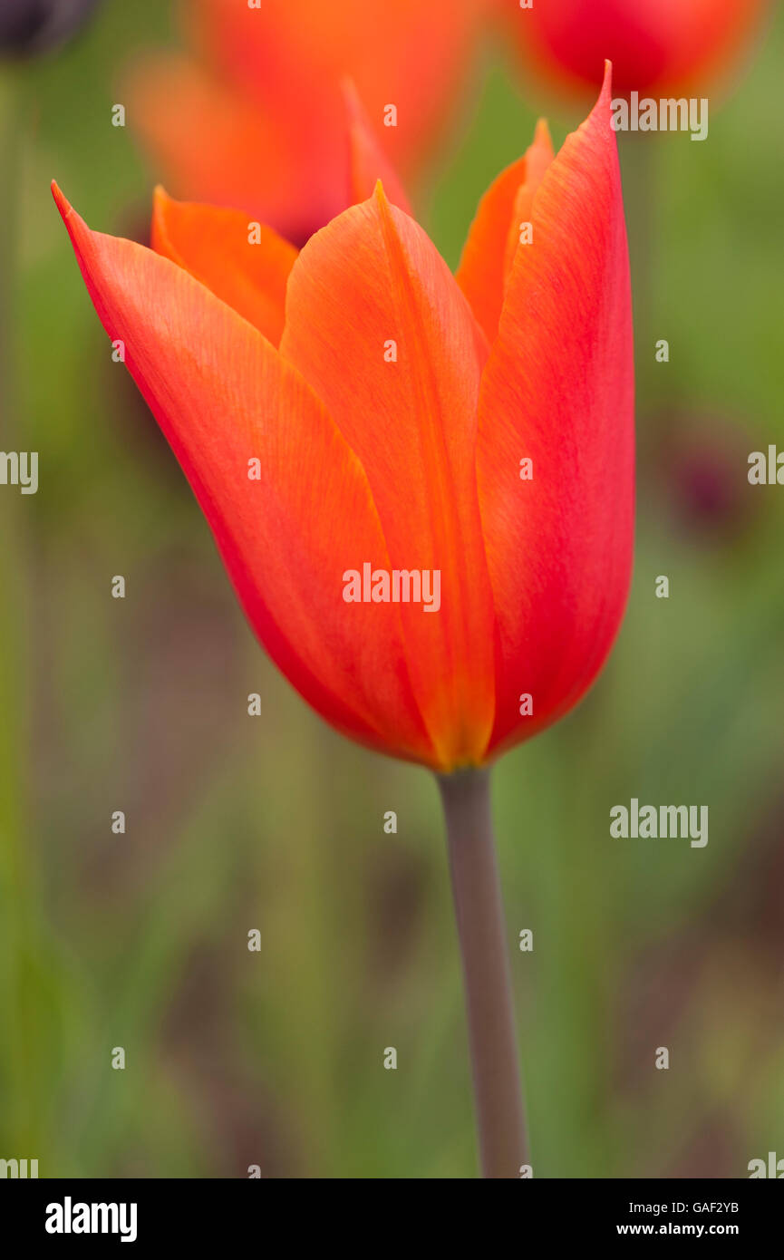 Close-up of Tulipa 'Ballerina' (tulip 'Ballerina') - beautiful, bright ...
