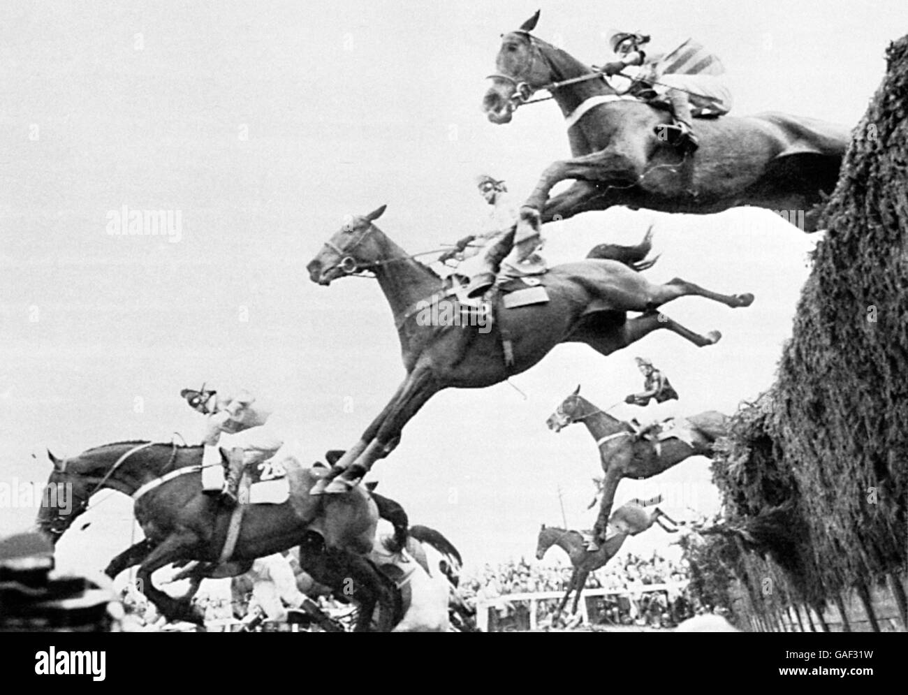 Corbiere Horse Hi Res Stock Photography And Images Alamy