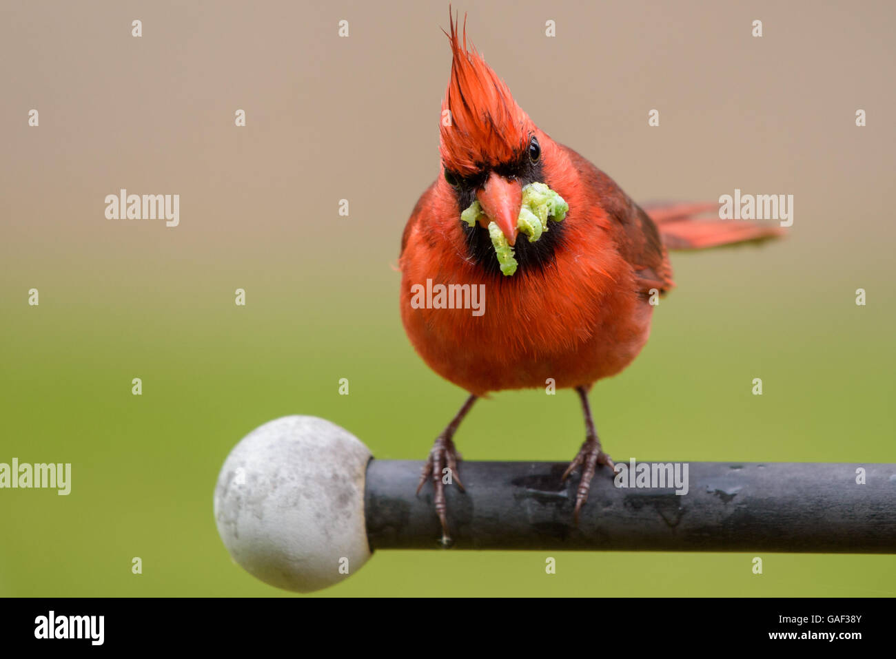 Bird eating worms hi-res stock photography and images - Alamy
