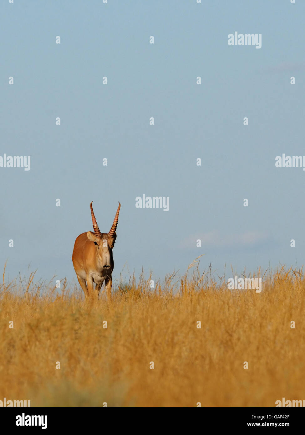 Critically endangered wild male Saiga antelope (Saiga tatarica) in ...