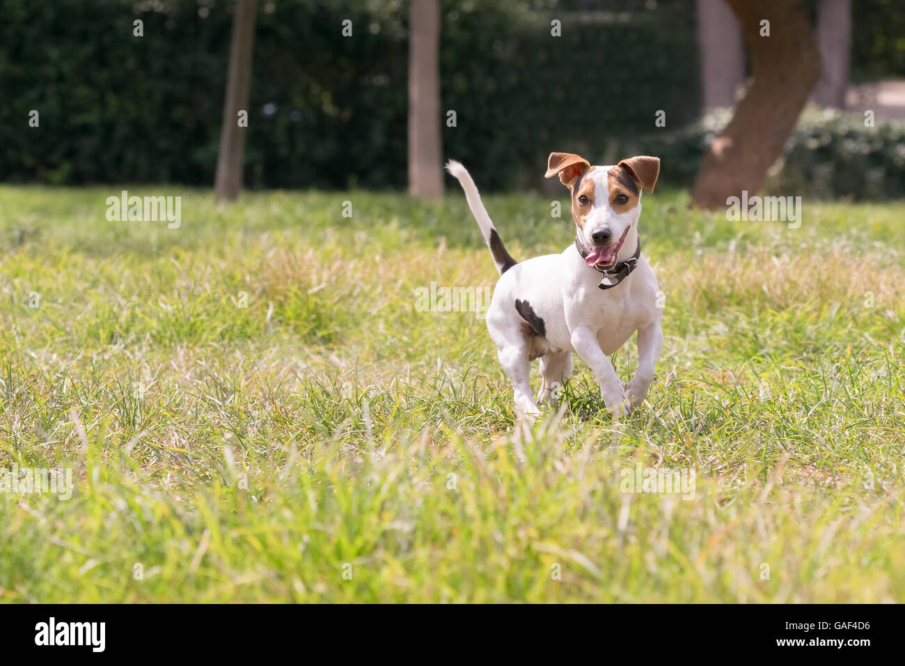 Jack russell small dog hi-res stock photography and images - Alamy