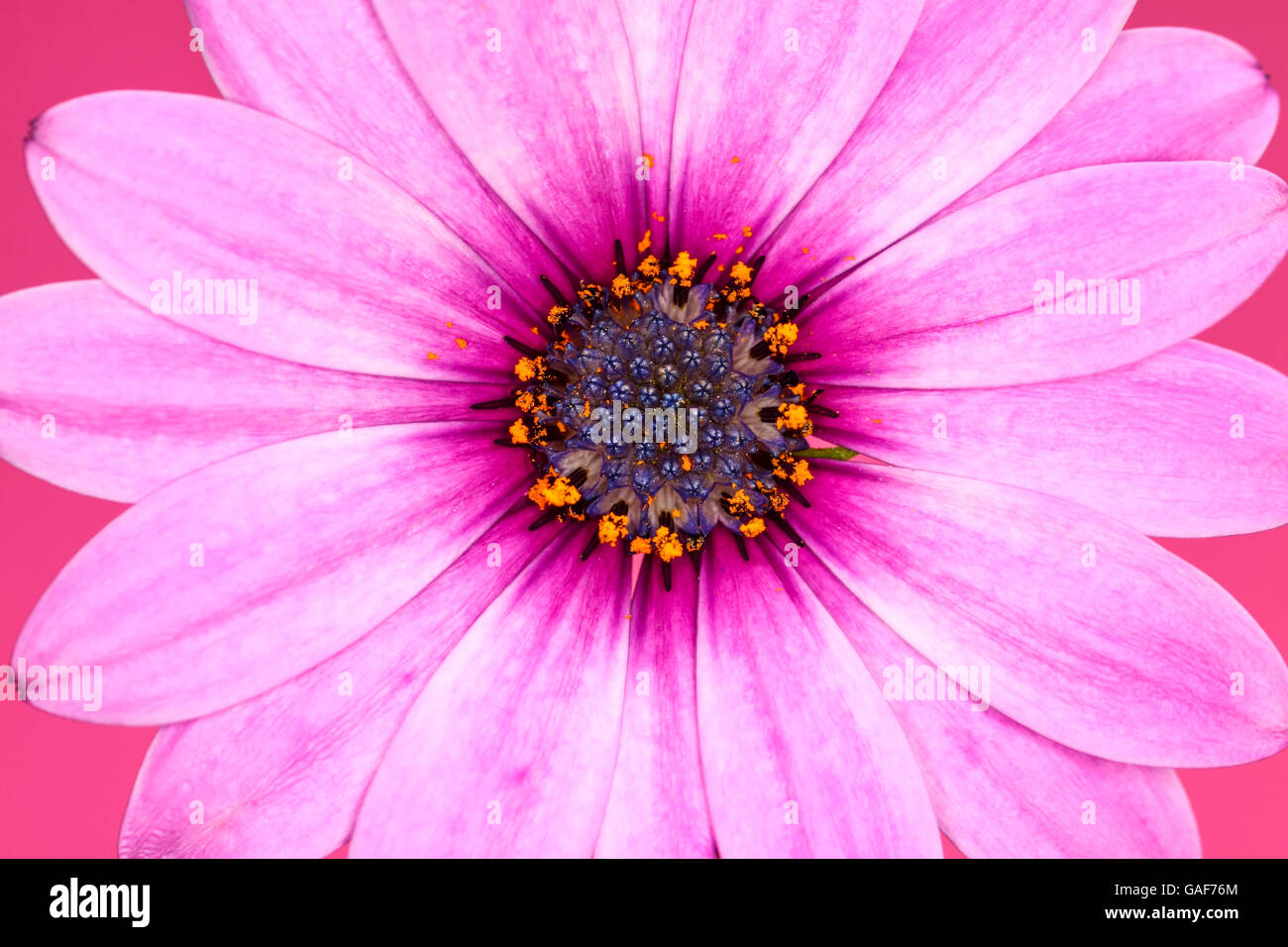 Close up of cape daisy flowers isolated on a pink background Stock ...