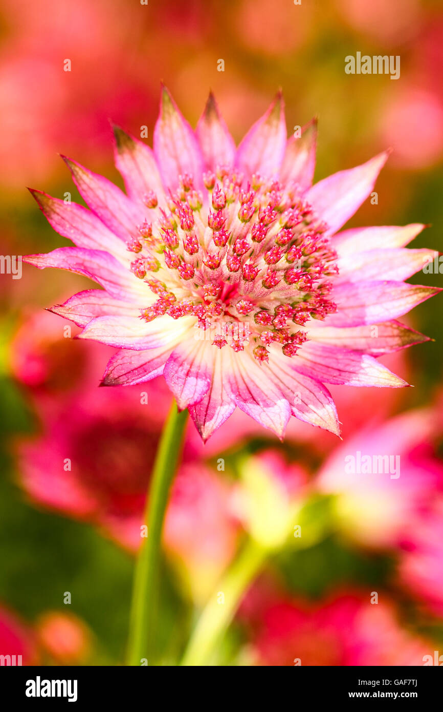 Astratia flowers hi-res stock photography and images - Alamy